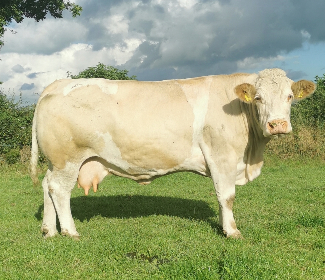 Results Senior Cow Class 1 – Irish Simmental Cattle Society
