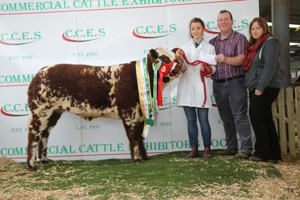 Commercial Cattle Exhibitors Society Show - Irish Simmental Cattle Society