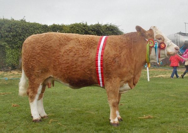 Bandon Show, May 17th, 2015 - Irish Simmental Cattle Society