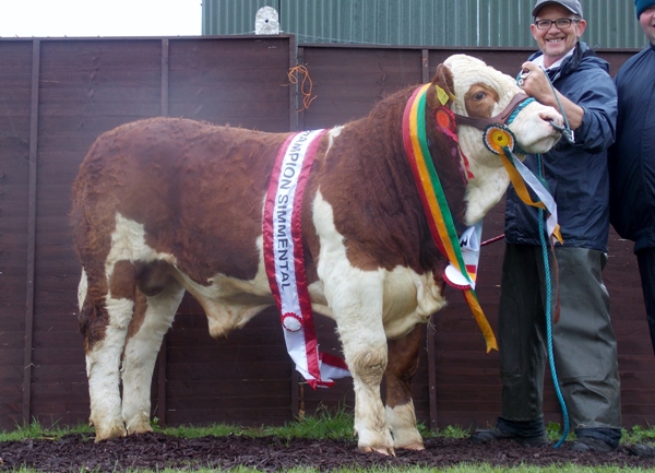 Barryroe Show 2015 - Irish Simmental Cattle Society