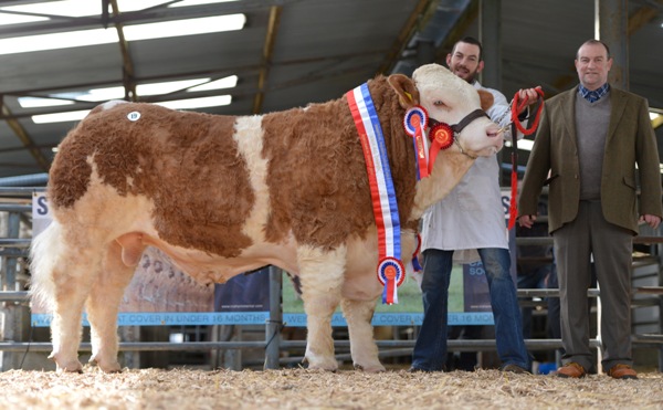 Average Prices and Clearance Rates Up at Simmental Premier Show and ...
