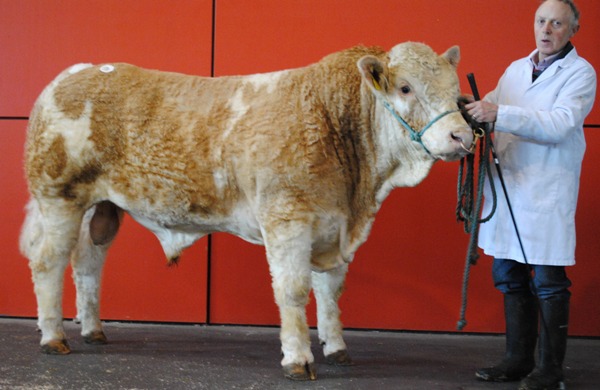 Kilkenny Bull Sale Report, April 17th, 2013 - Irish Simmental Cattle ...