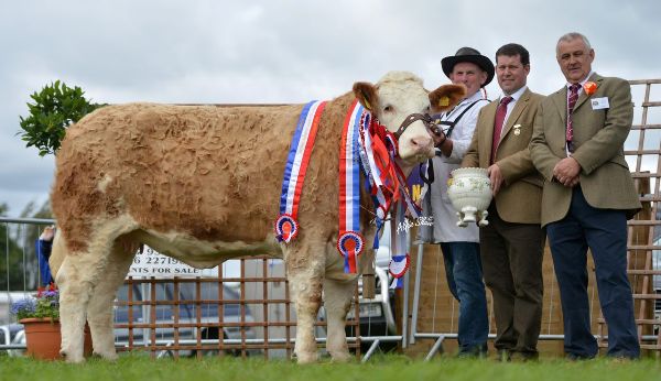 National Simmental Show Tullamore 2013 - Irish Simmental Cattle Society