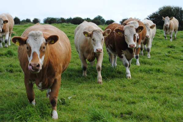 Full time suckler farmer in Co. Mayo - Irish Simmental Cattle Society