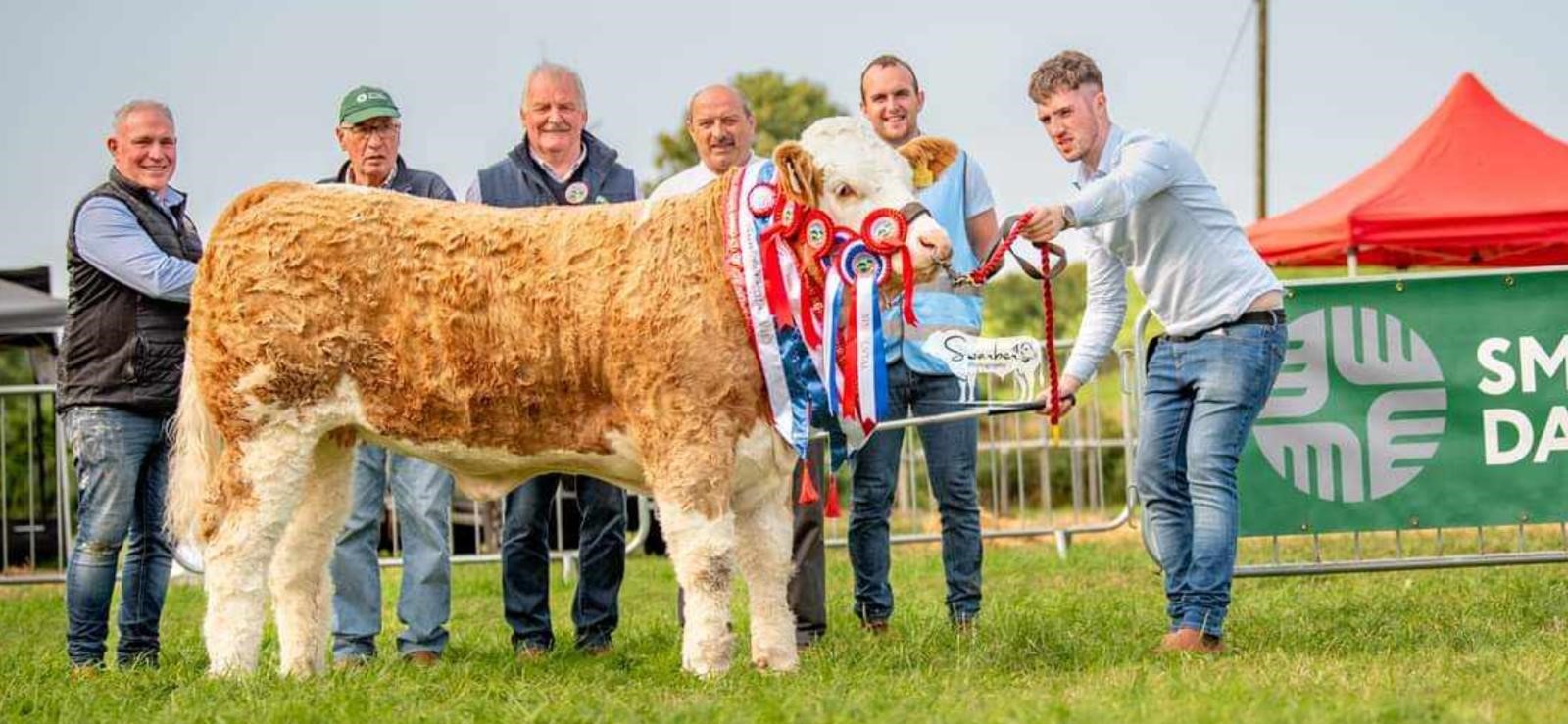 SHOW CHAMPIONS 2024 - Irish Simmental Cattle Society