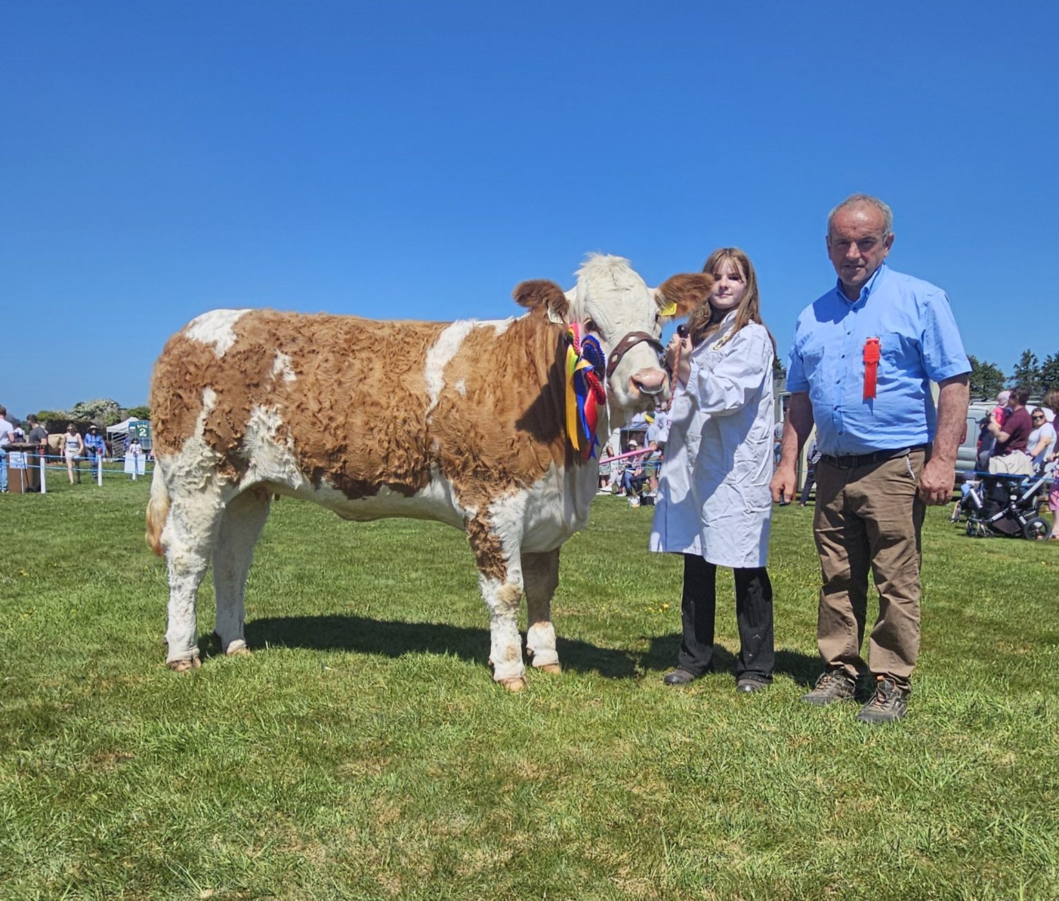 SHOW CHAMPIONS 2025 - Irish Simmental Cattle Society