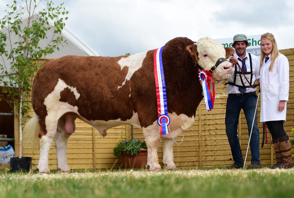 25th National Simmental Show, Tullamore - Irish Simmental Cattle Society