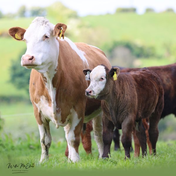Movement Forms for Shows - Irish Simmental Cattle Society