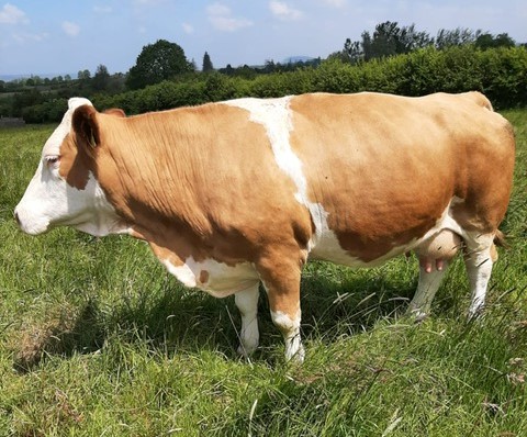 Virtual Show 2021 - Entries Senior Simmental Cow ~ Class # 1 - Irish ...