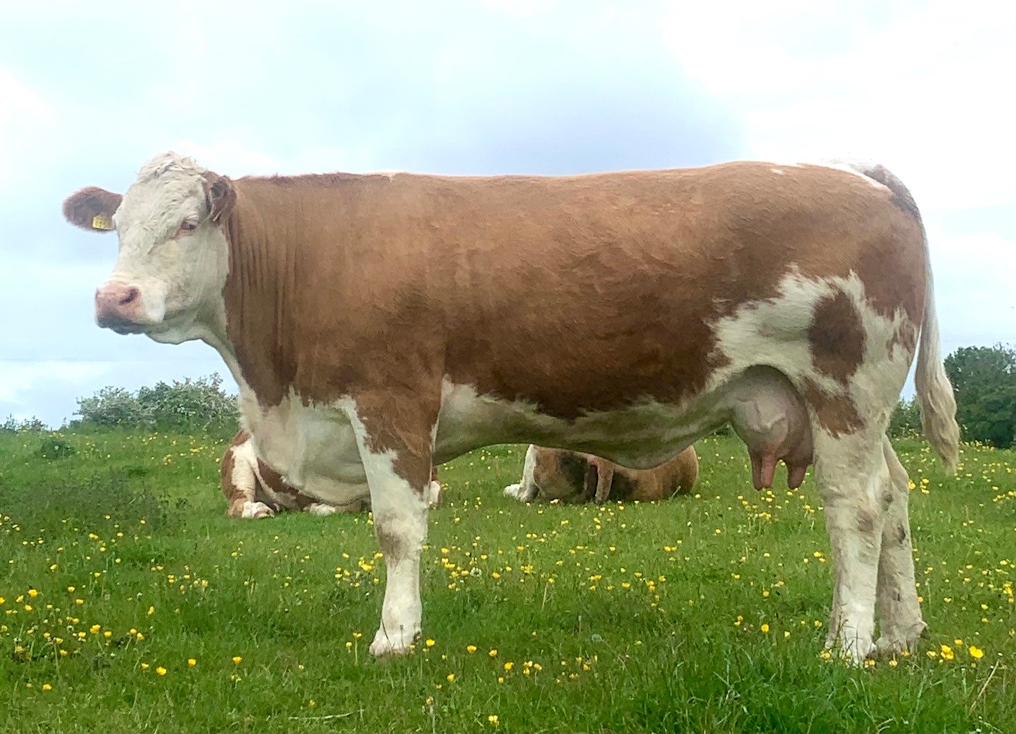 Virtual Show 2021 - Entries Senior Simmental Cow ~ Class # 1 - Irish ...
