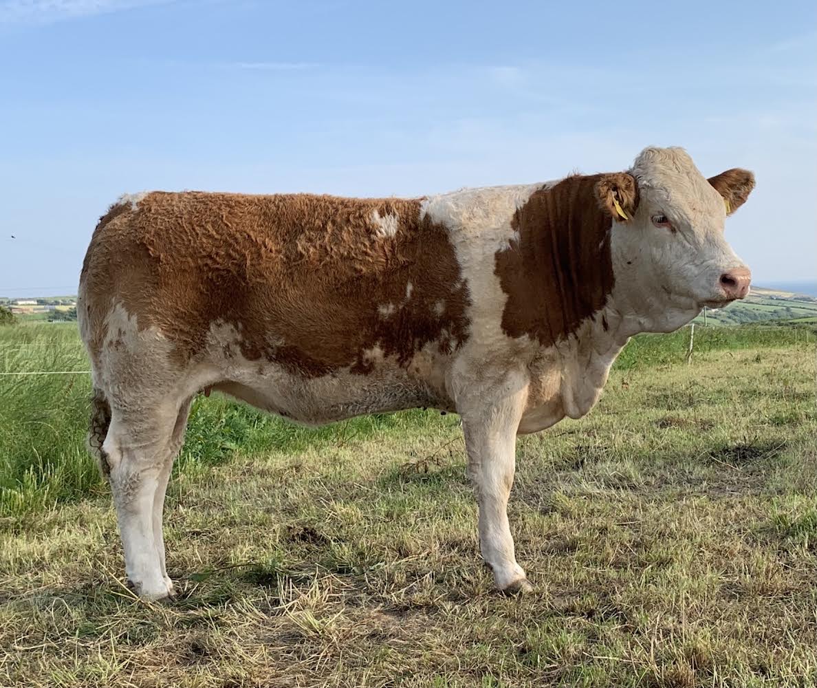 Virtual Show 2021 - Entries Yearling Heifer ~ Class # 9 - Irish ...