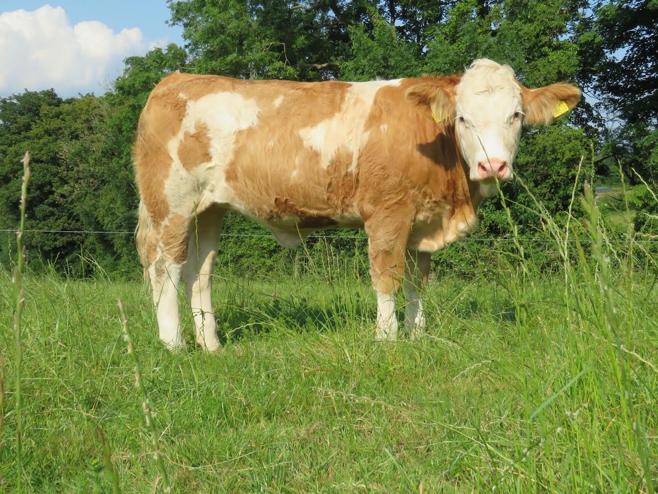 Virtual Show 2021 - Entries Yearling Heifer ~ Class # 9 - Irish ...
