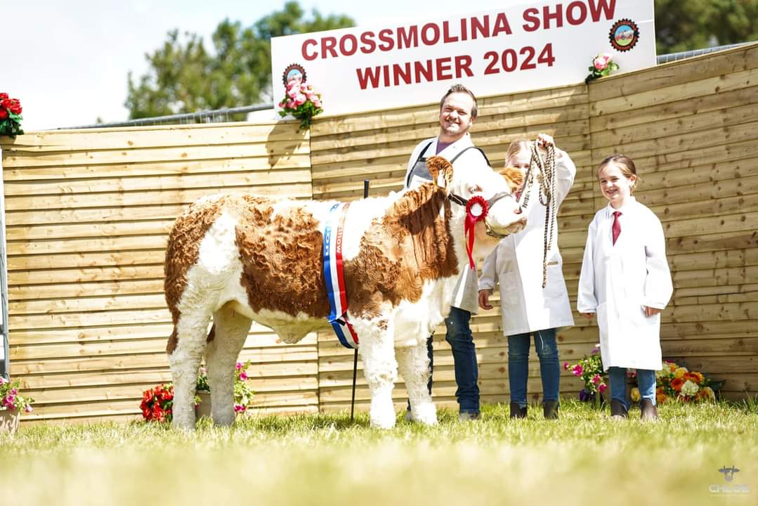 SHOW CHAMPIONS 2024 - Irish Simmental Cattle Society