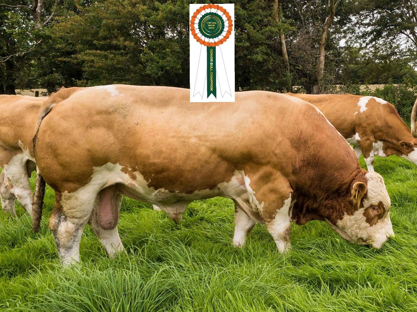 Results Class 2 - Senior Bull - Irish Simmental Cattle Society