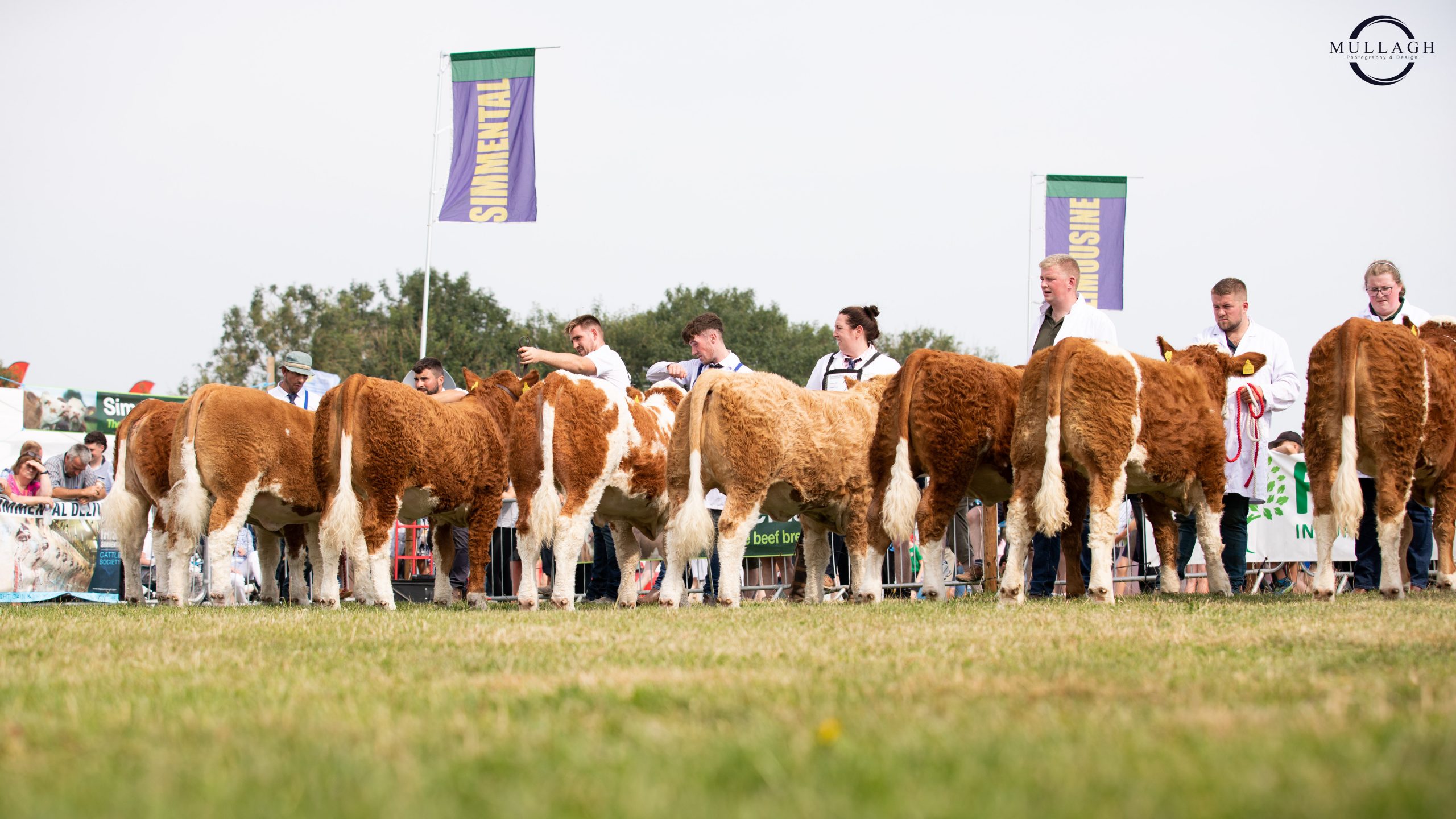 Photos of the 27th National Simmental Show at Tullamore National ...