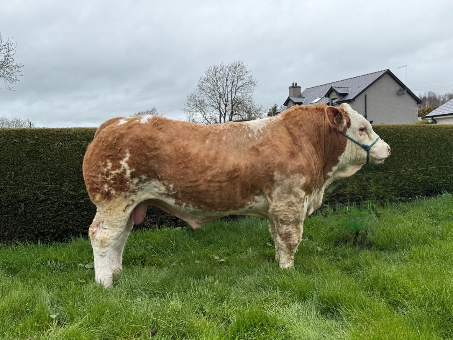 Simmental Premier Show & Sales Official Catalogue, Photos & Videos for ...