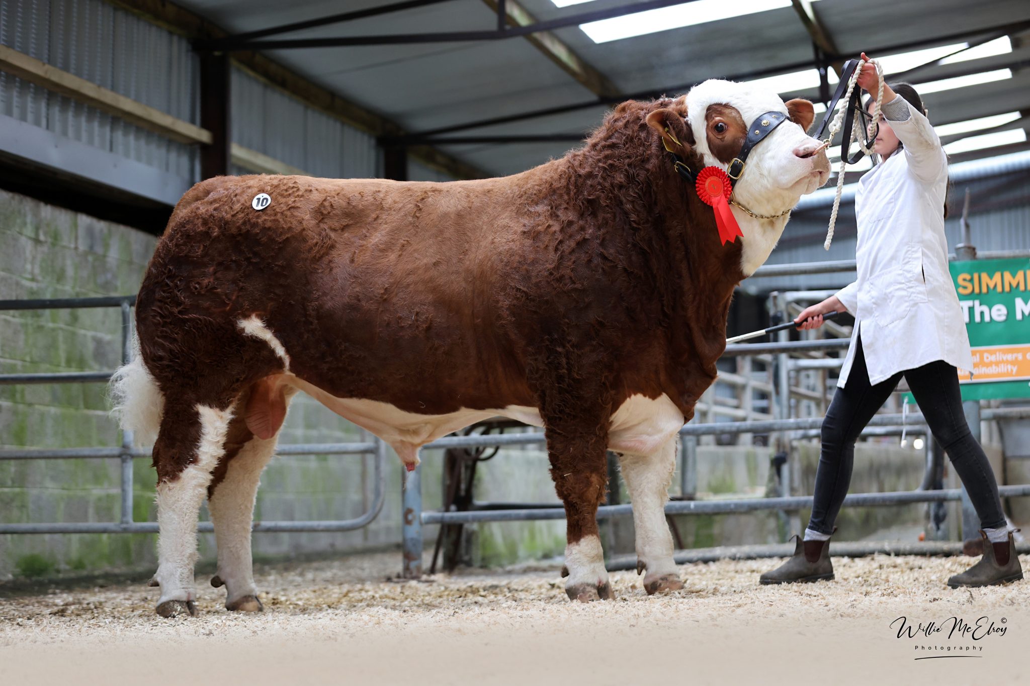 Simmental Premier Sale Report from Sat 29th March 2025 - A Sale to ...