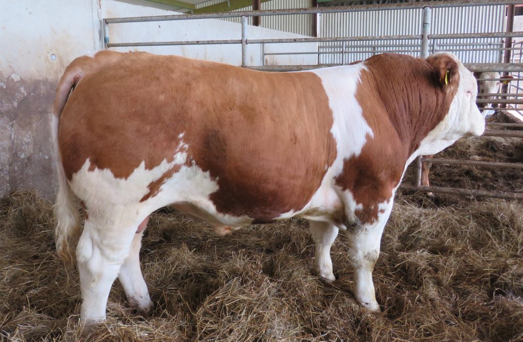 Simmental Bulls For Sale - Latest April Web Catalogue, Pictures ...
