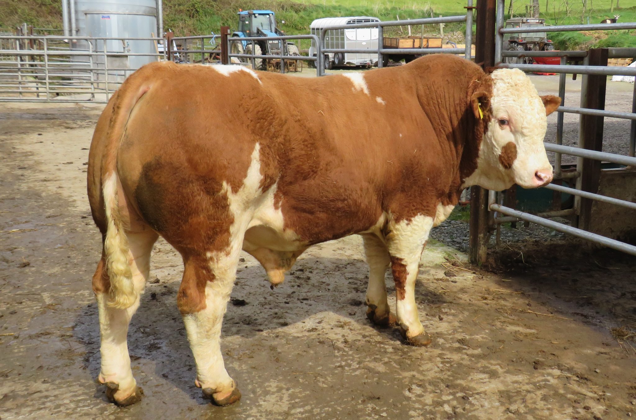 Simmental Bulls For Sale - Latest April Web Catalogue, Pictures ...