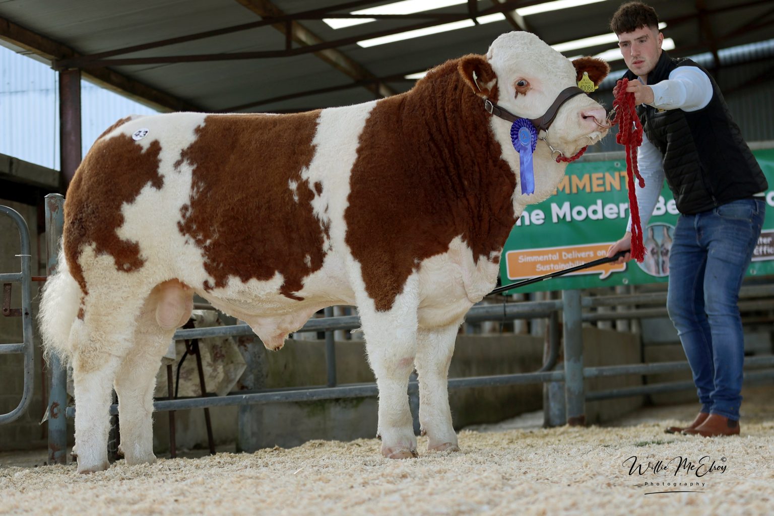 October Premier Show & Sale Report from Sat 28th October including ...