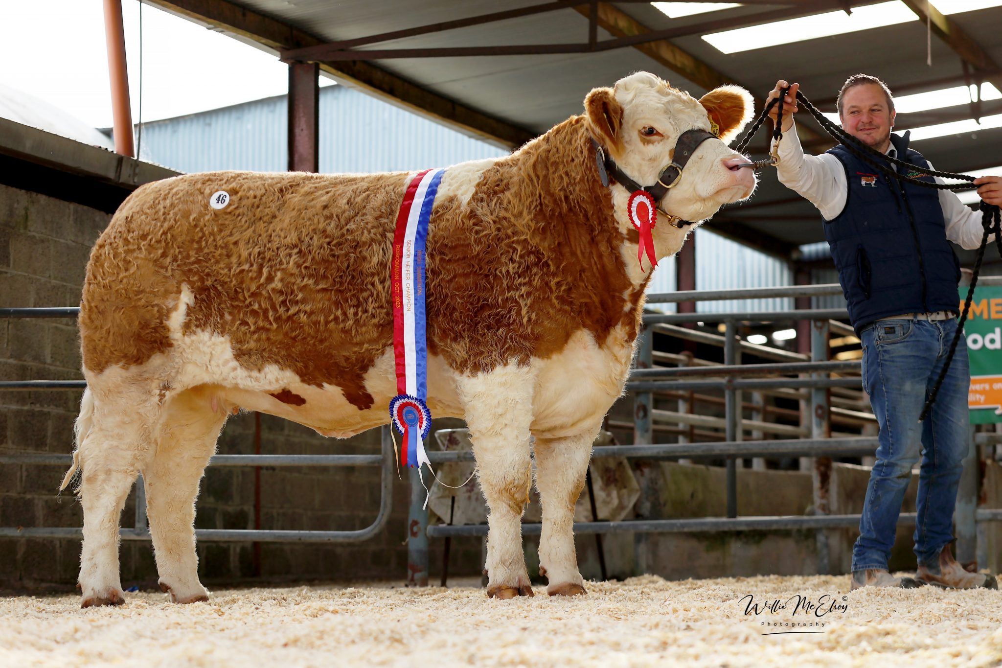 October Premier Show & Sale Report from Sat 28th October including ...