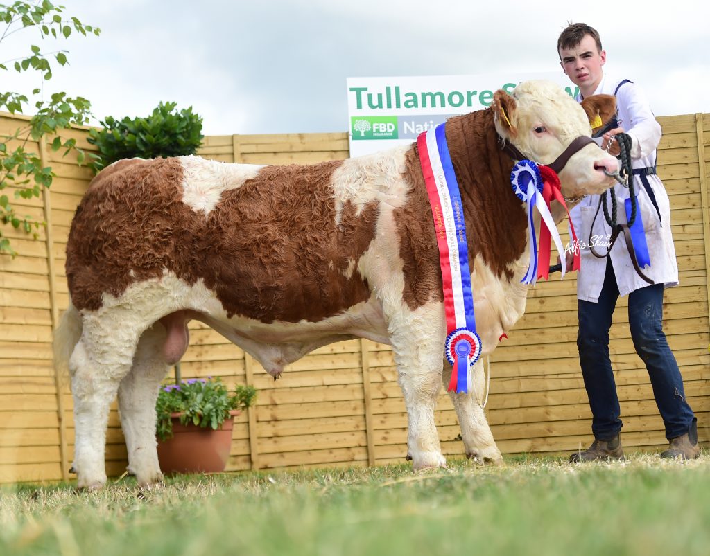 25th National Simmental Show, Tullamore - Irish Simmental Cattle Society