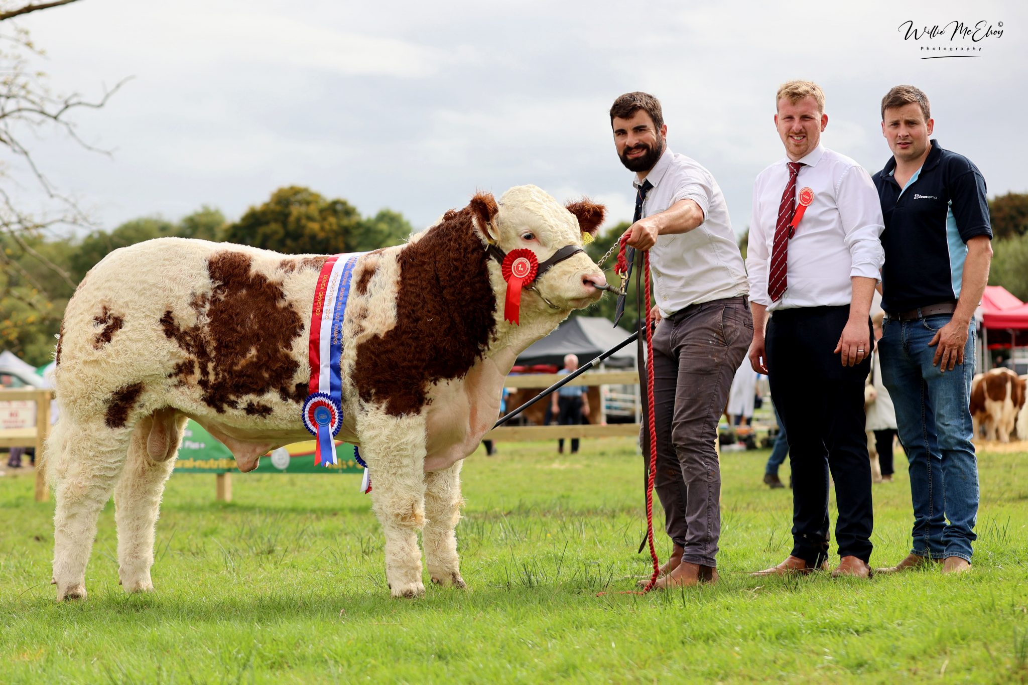 Results & Photo Gallery - Dovea Genetics National Simmental Calf Finals ...
