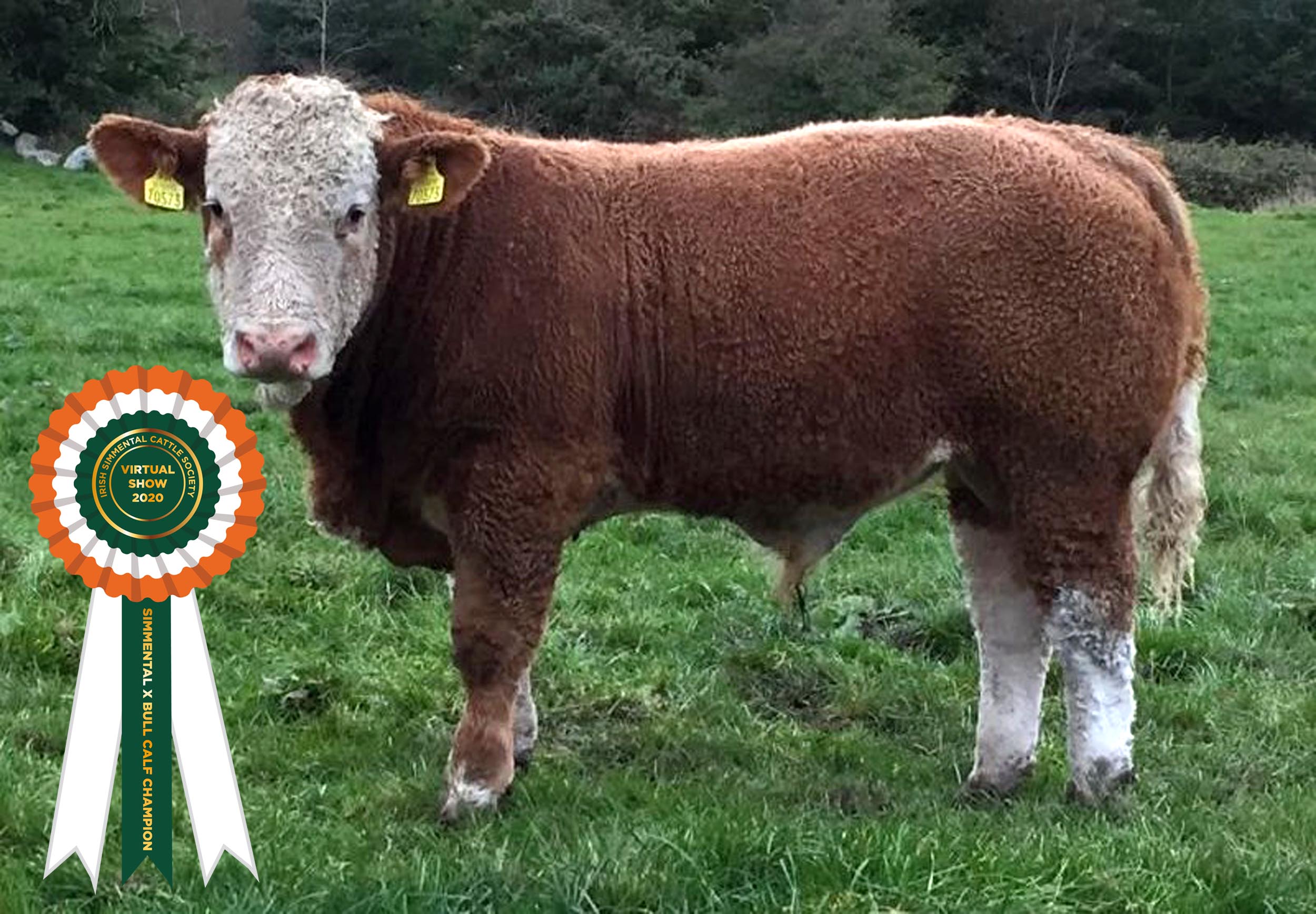 Results Class 23 - Simmental X Bull Calf - Irish Simmental Cattle Society
