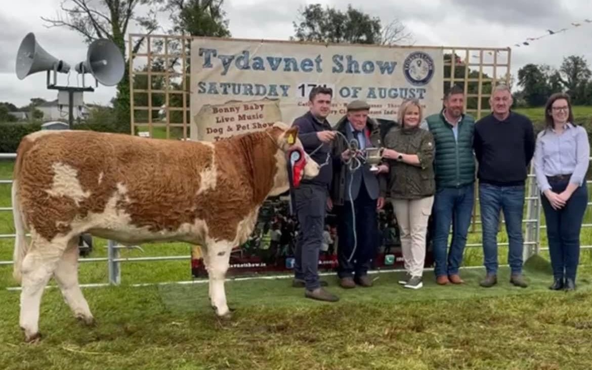 SHOW CHAMPIONS 2024 - Irish Simmental Cattle Society