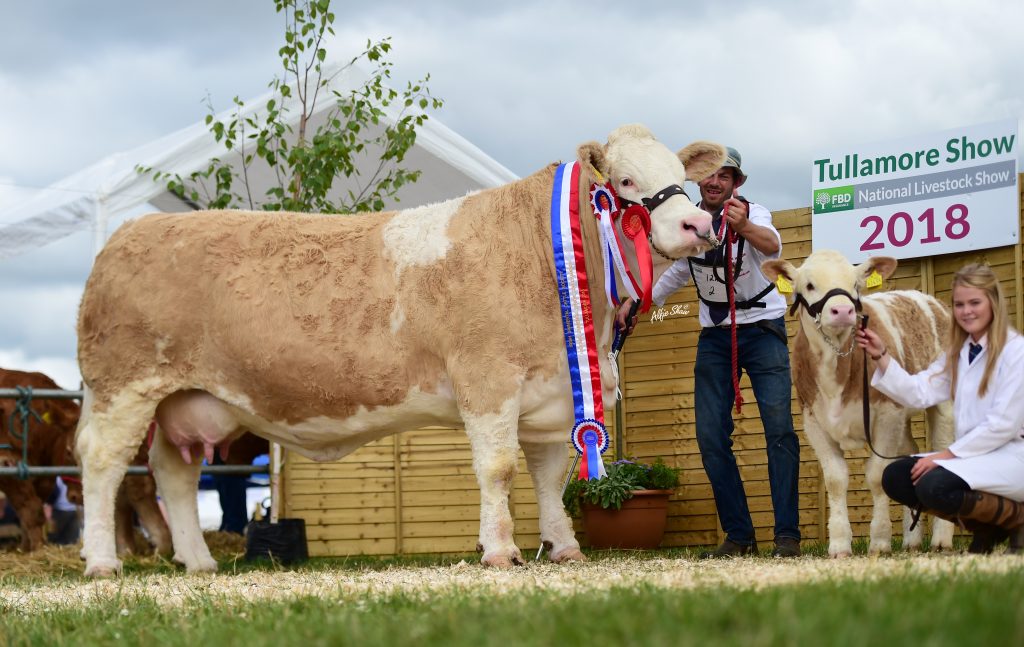 25th National Simmental Show, Tullamore - Irish Simmental Cattle Society